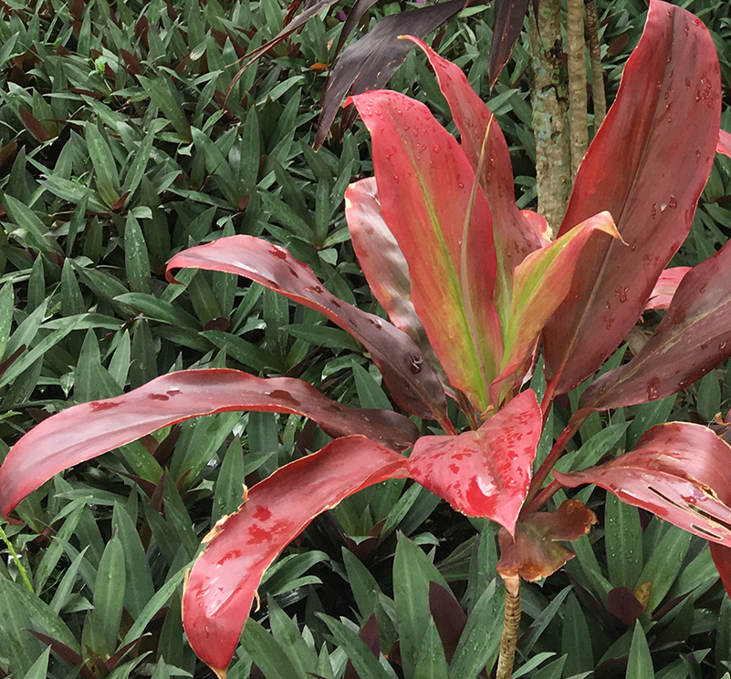 Free Xeric Seed of the Month of April 2019 - Board of Water Supply